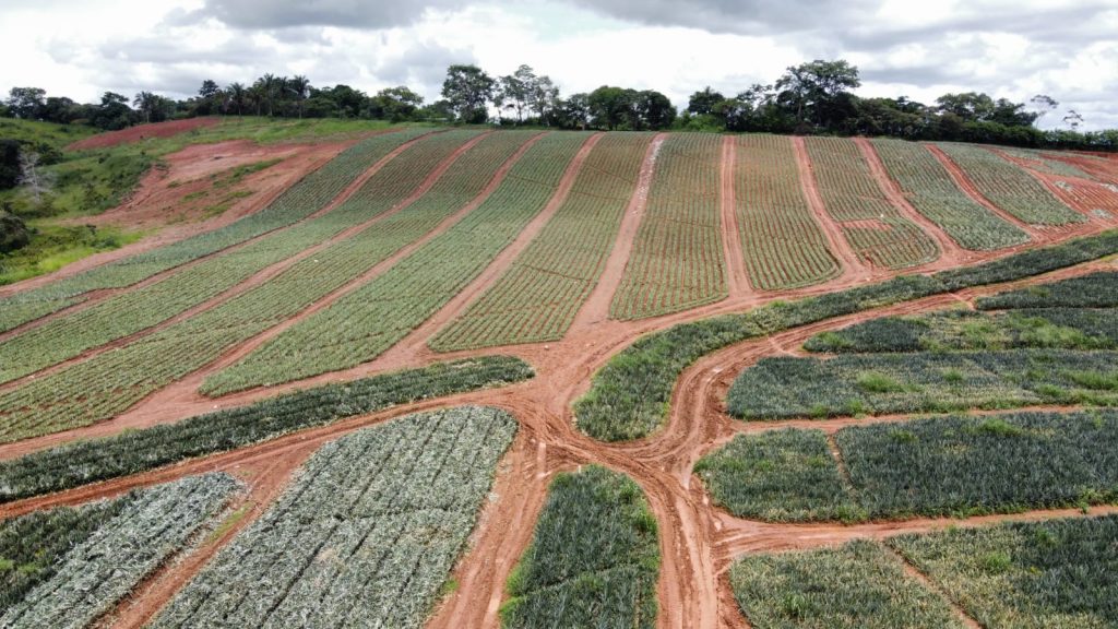 Panama Pineapple Farm Photos