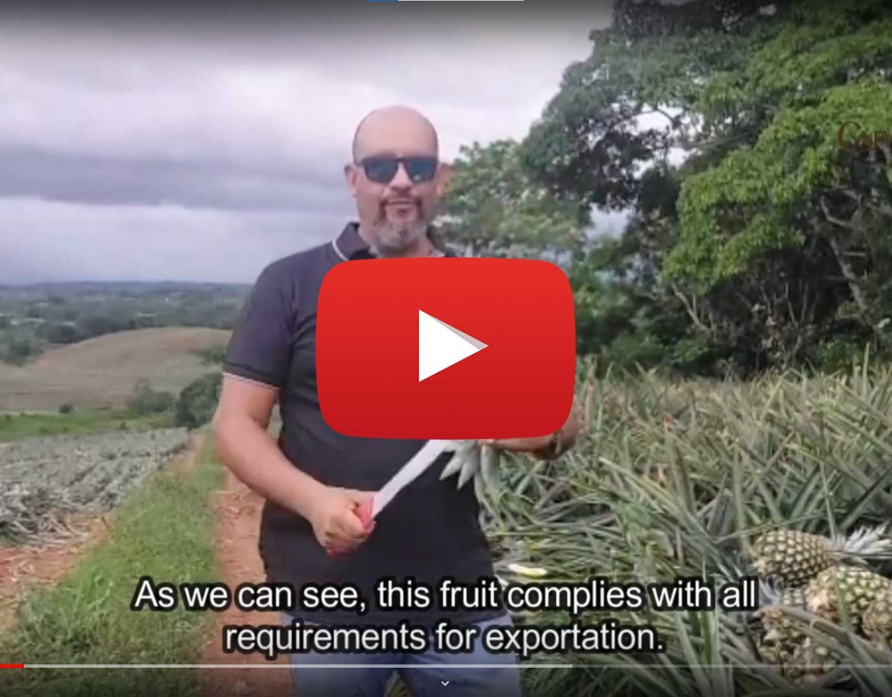 Caimito Fruits Is Helping the Local Community & Environment